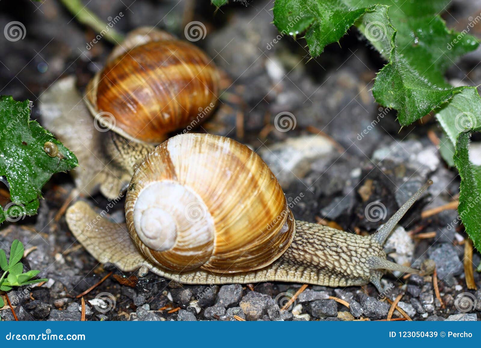 Snail in nature stock image. Image of mollusk, slug - 123050439