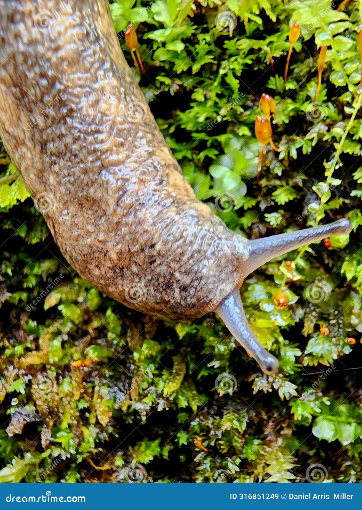 Slug Nature Art Abstract Scenic Moss Stock Image - Image of abstract ...