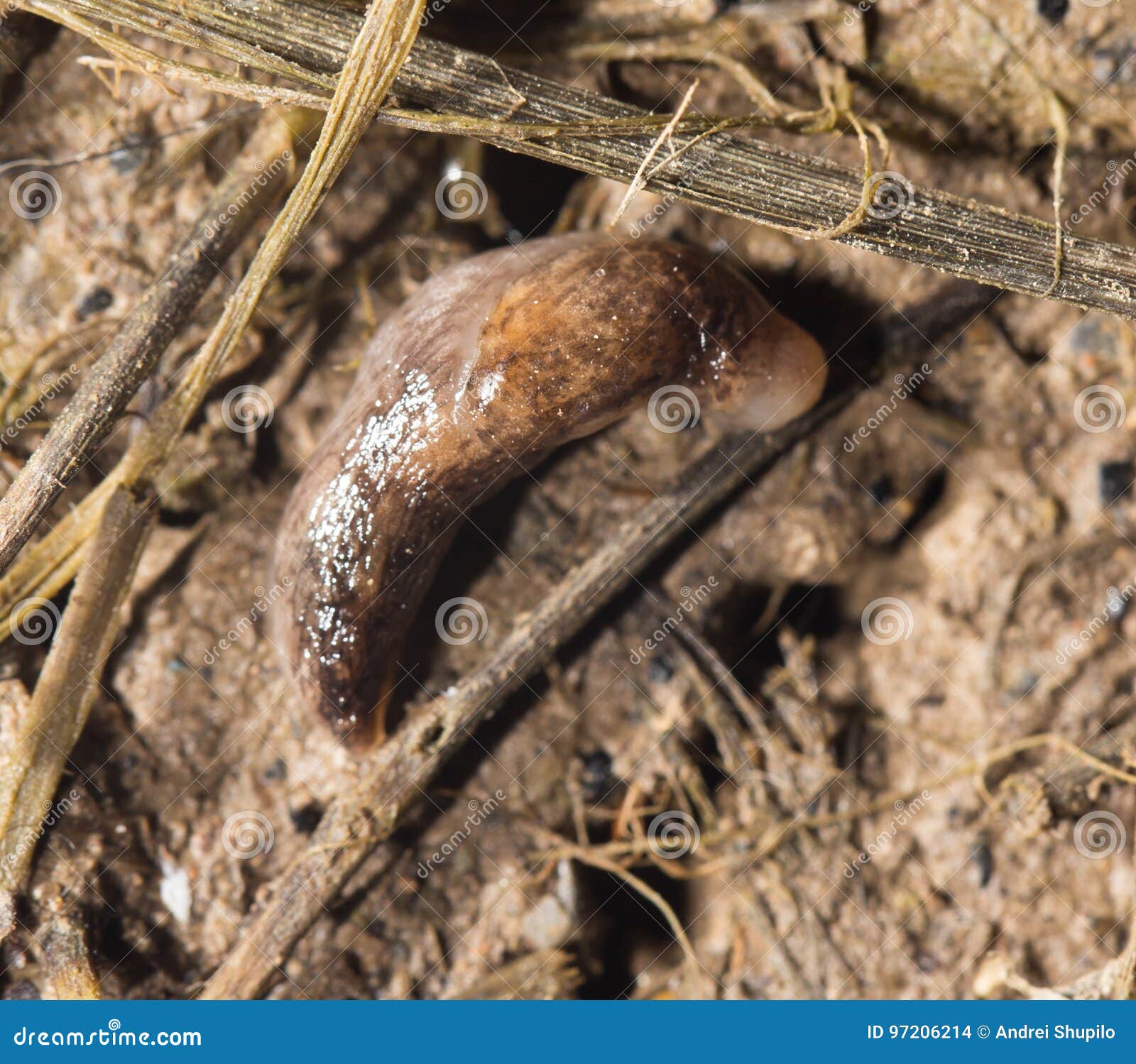 Slug in nature. close-up stock photo. Image of limax - 97206214