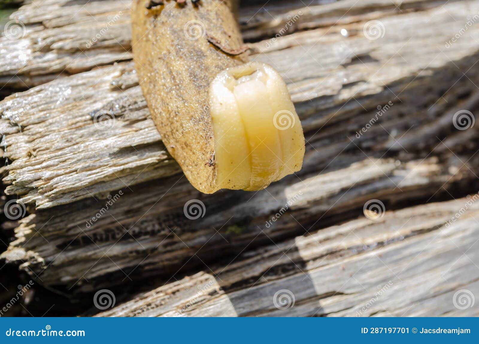 Slug Head Up stock image. Image of land, outdoors, slugs - 287197701