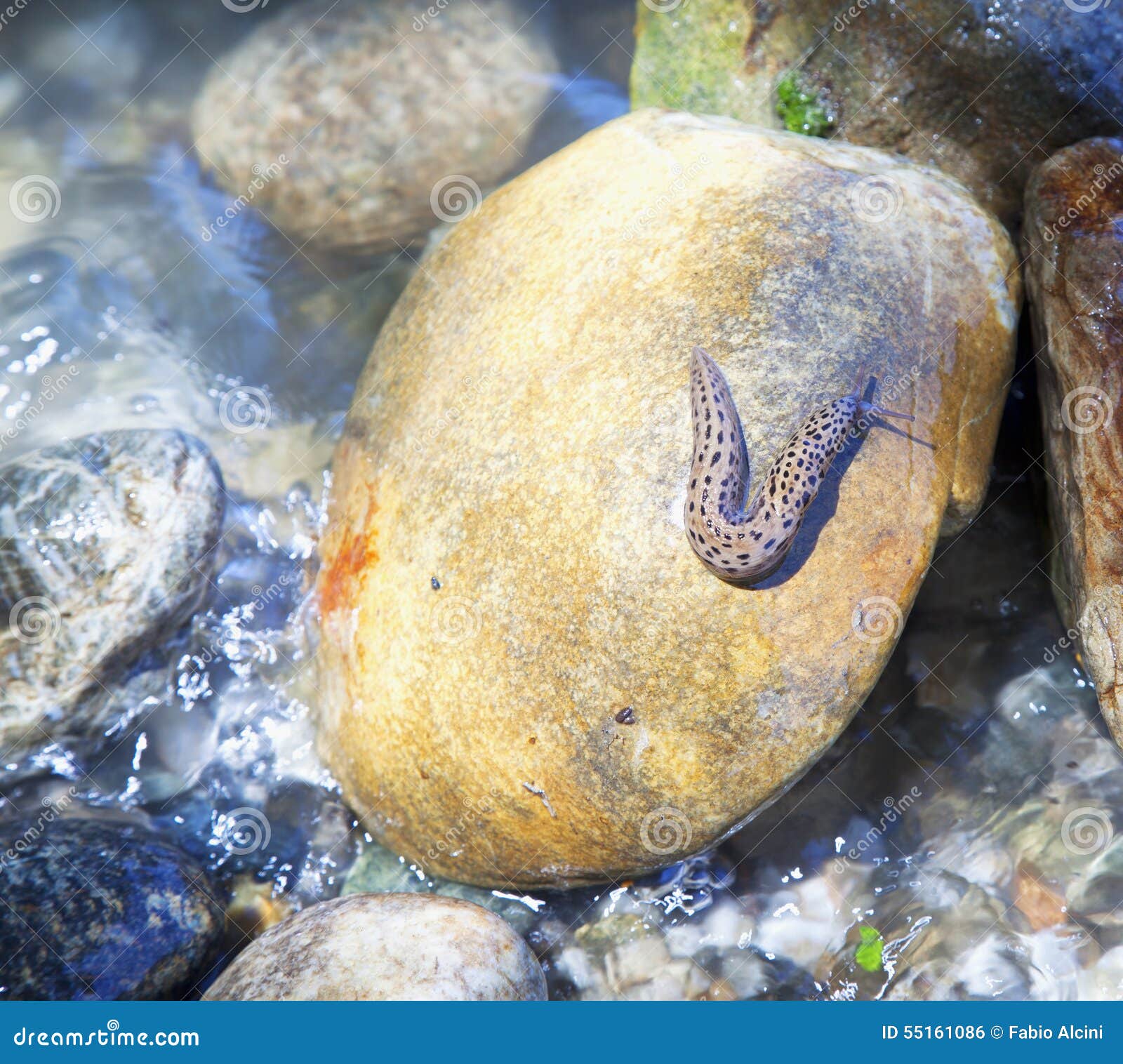 Slug stock photo. Image of rock, lusitanian, plant, arion - 55161086