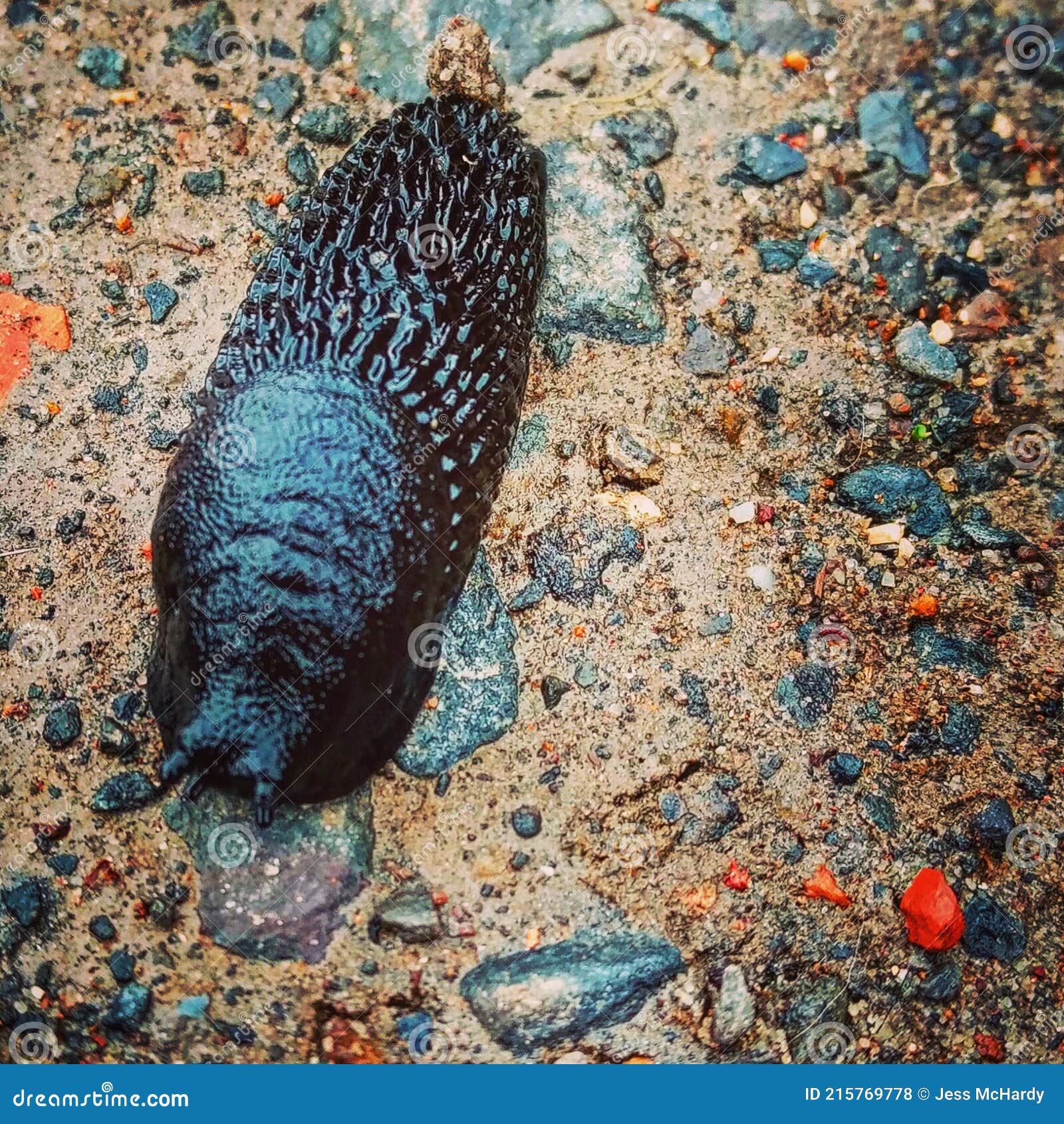 Slug on a path stock photo. Image of geology, organism - 215769778