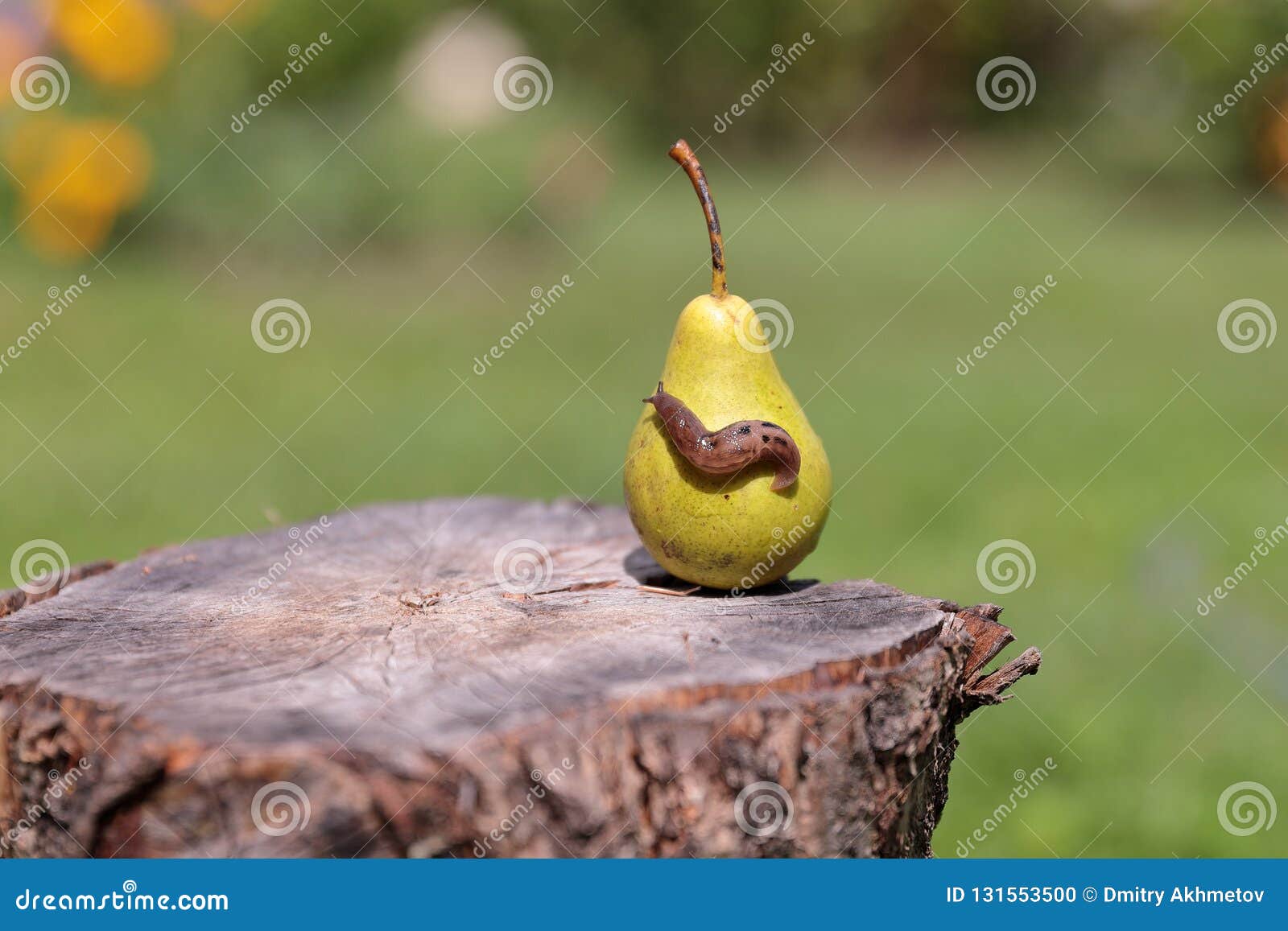 A Pear Slug Or Cherry Slug Is The Larva Of The Sawfly, Caliroa Cerasi ...