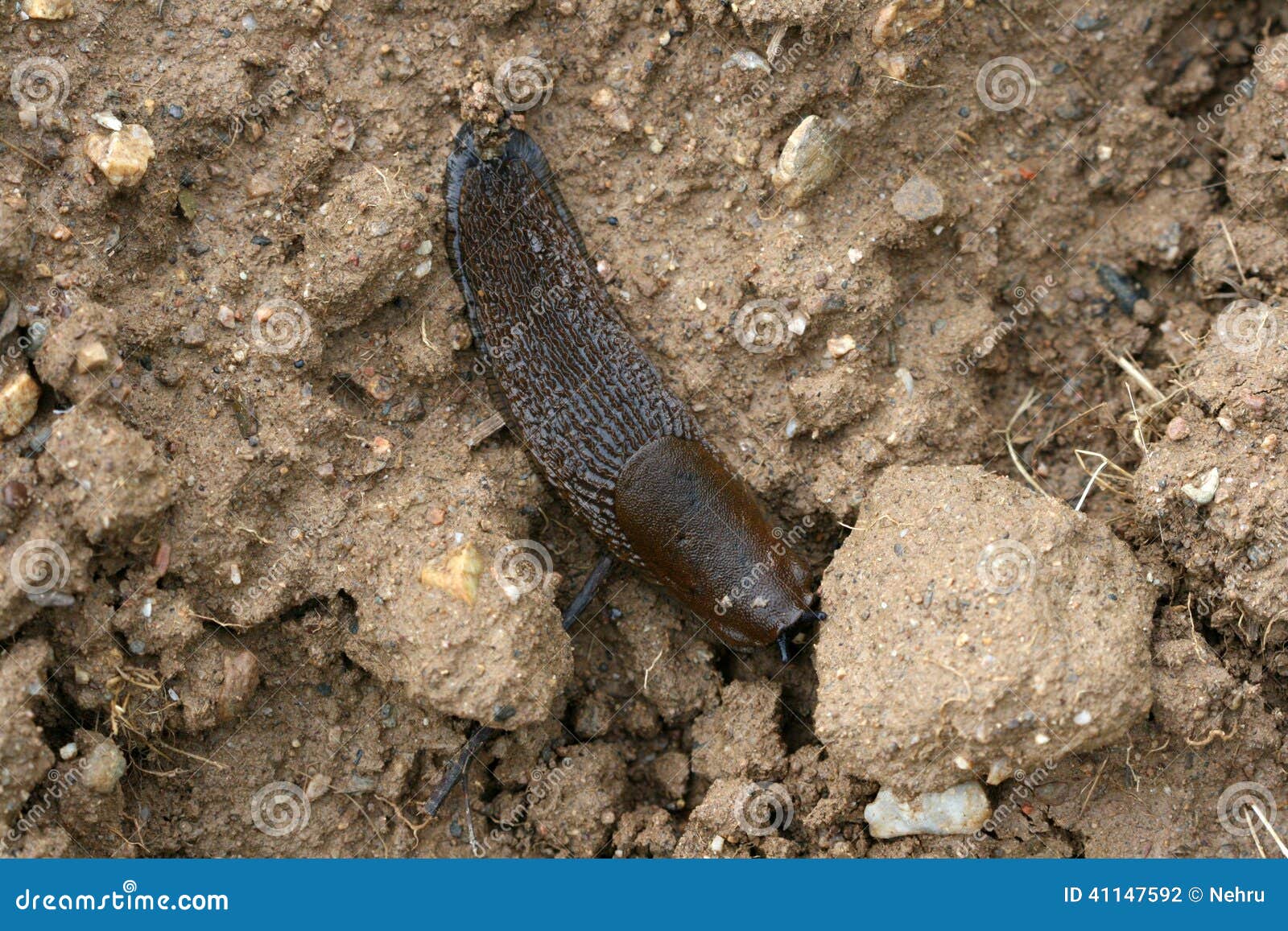 Slug stock photo. Image of arion, ater, slippery, mollusk - 41147592