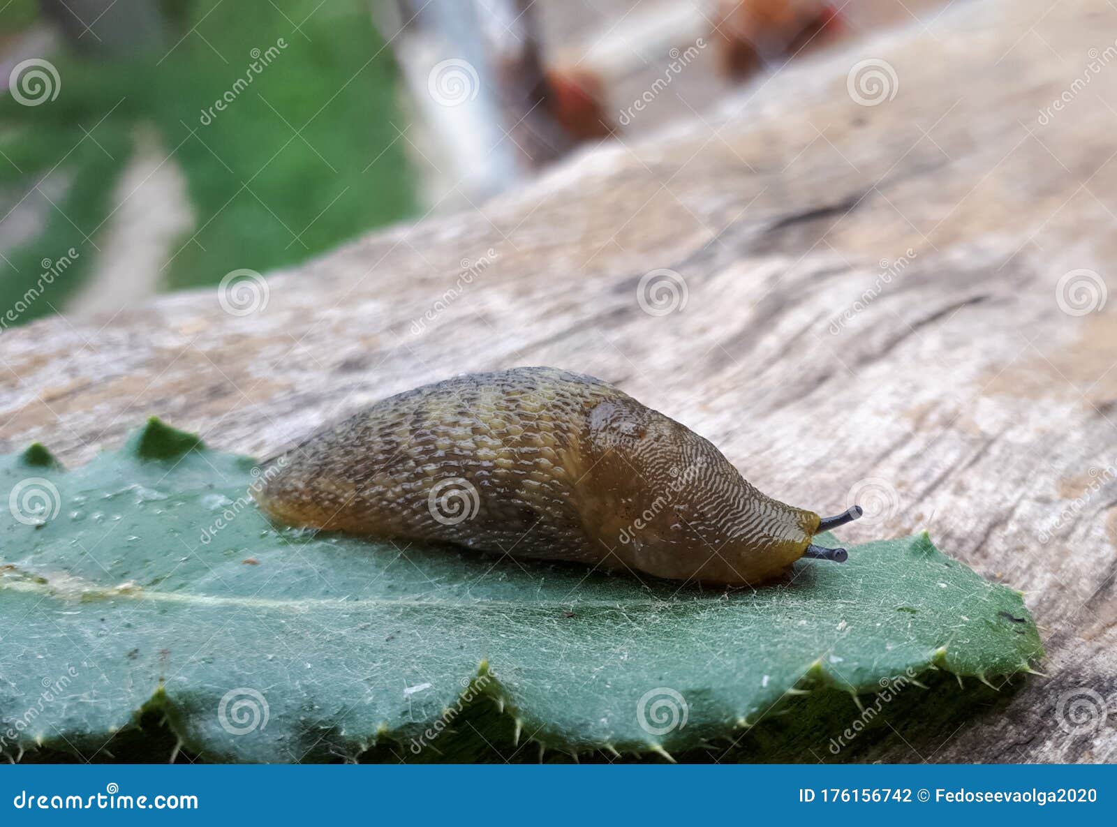 Slug on a Piece of Grass. without Slug Shell Stock Photo - Image of ...