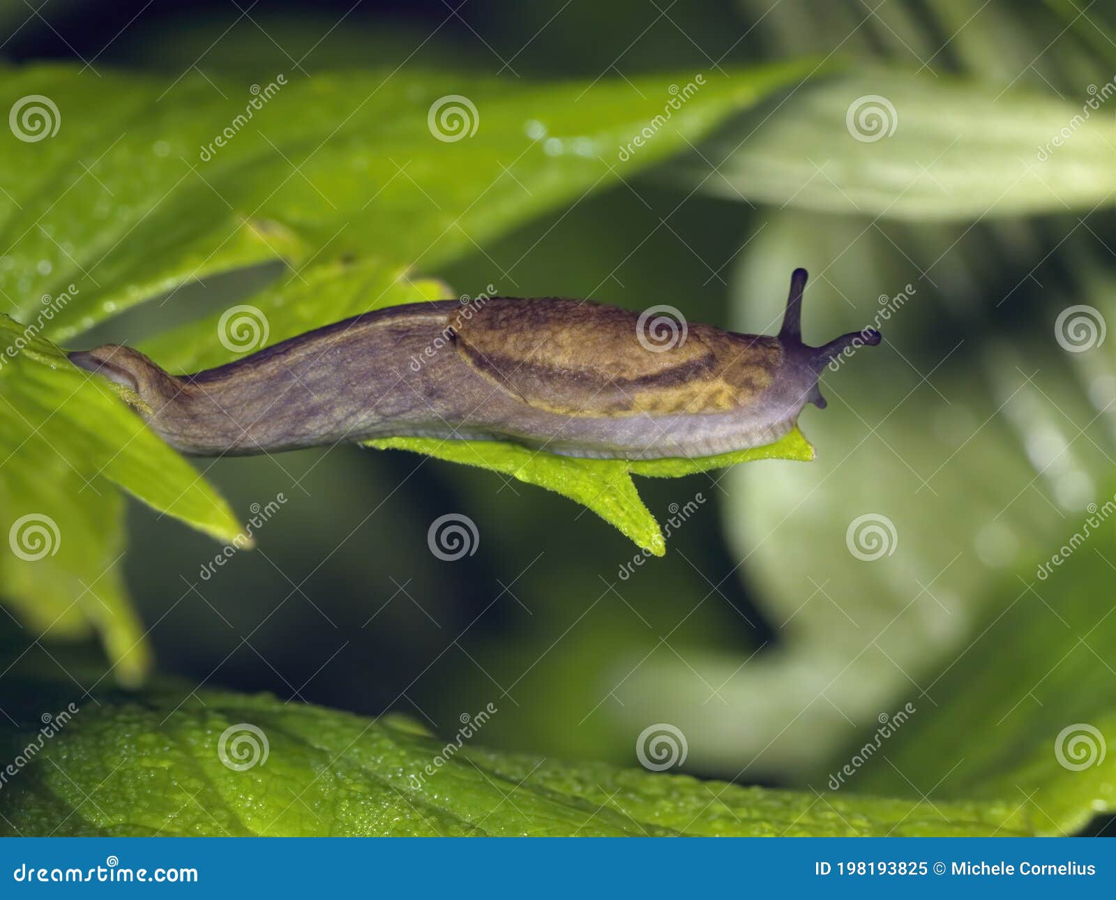 Slug on Plant Leaf Close Up Stock Image - Image of pest, plant: 198193825