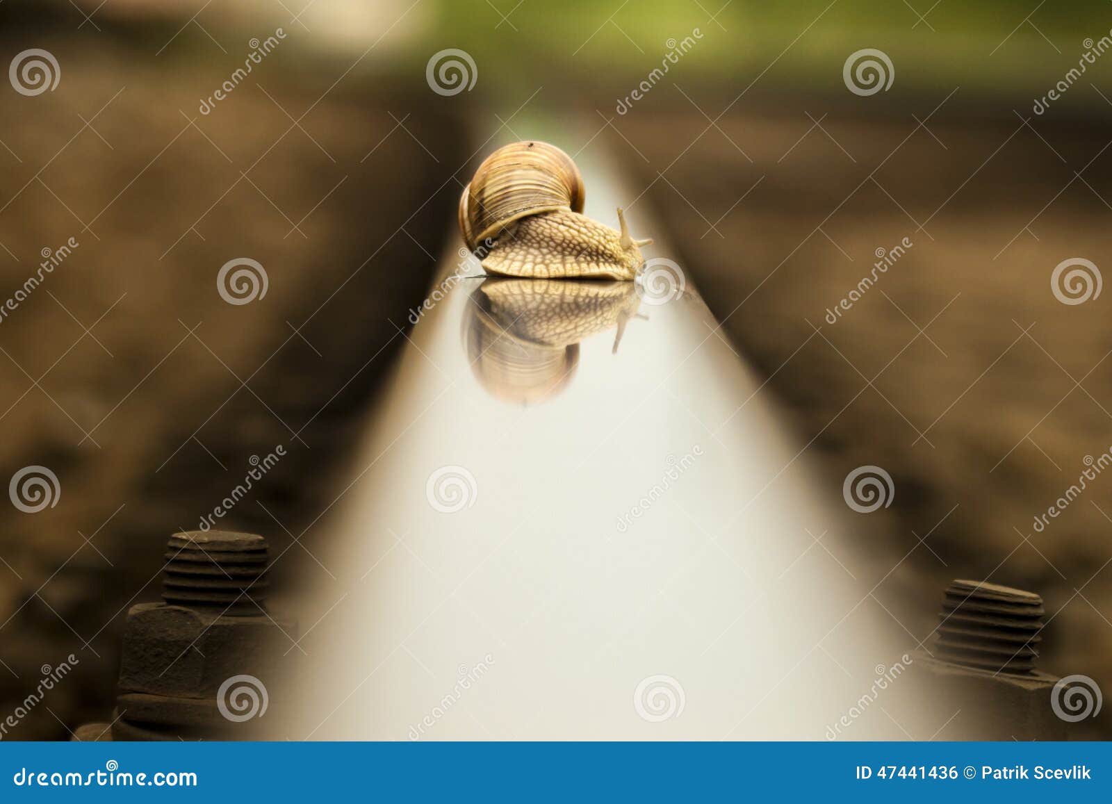 Slug on rail stock photo. Image of shell, rail, train - 47441436