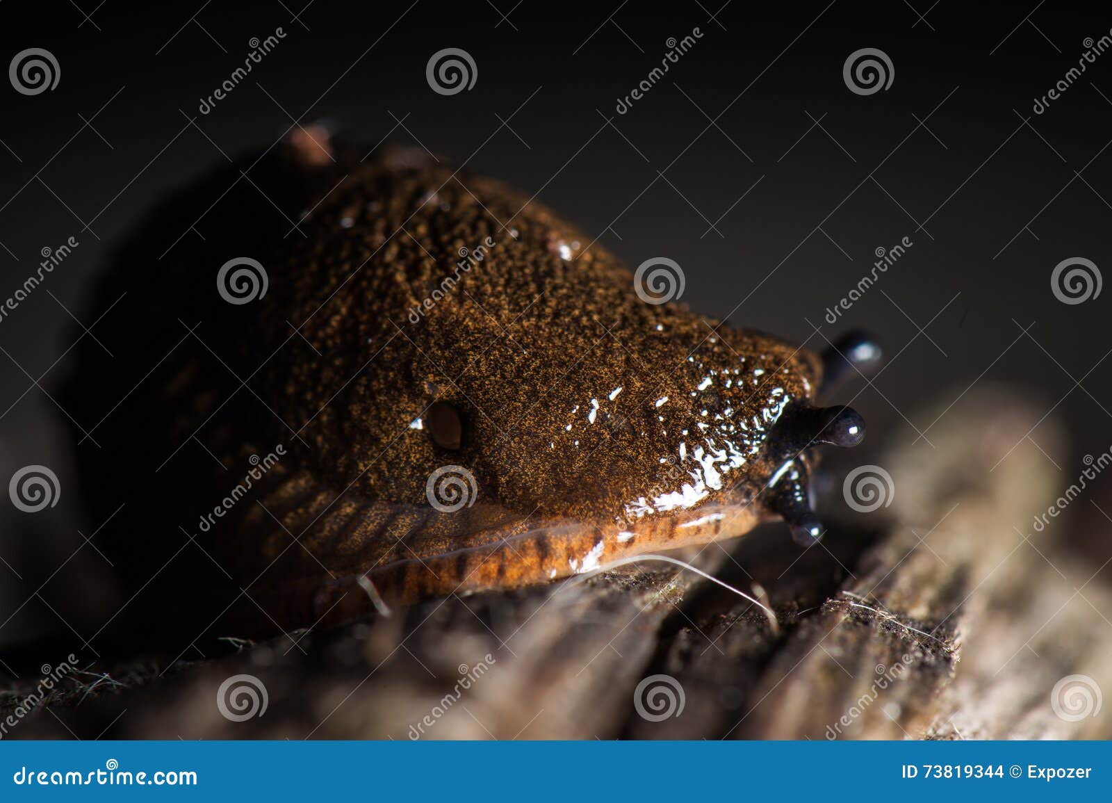 Slug stock photo. Image of pest, arion, slug, gastropod - 73819344