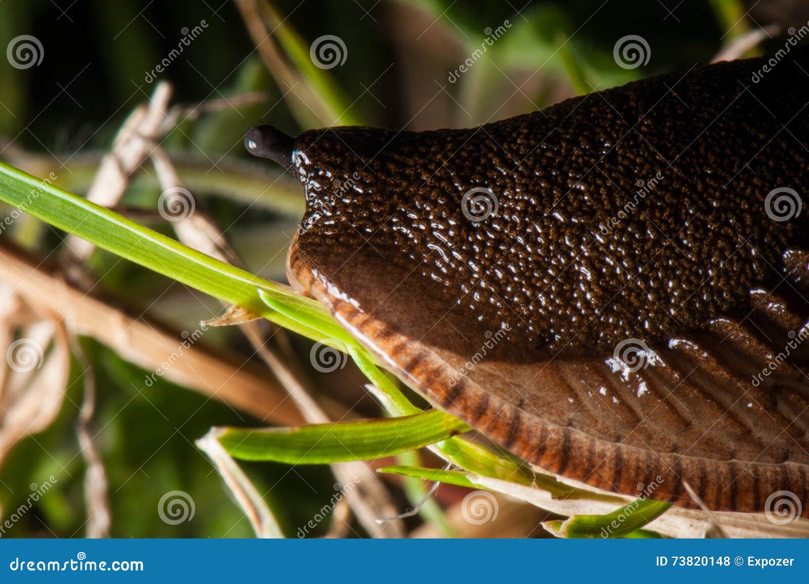 Slug stock photo. Image of pest, slimy, action, european - 73820148