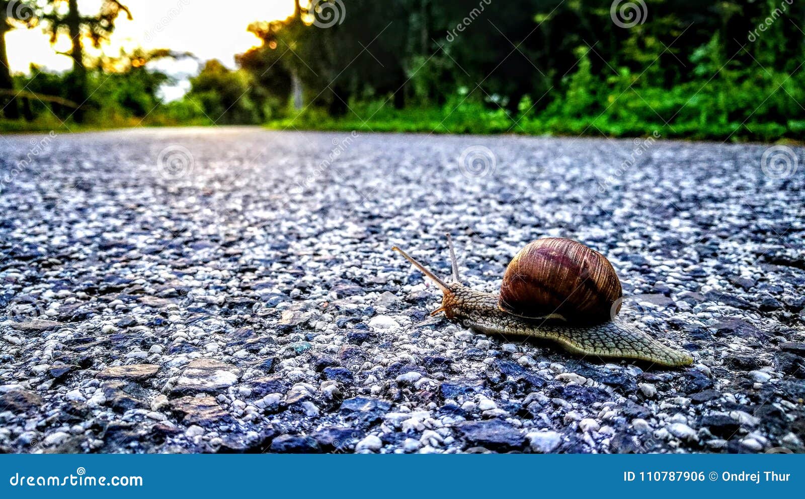Slug on the road stock photo. Image of summertime, nature - 110787906