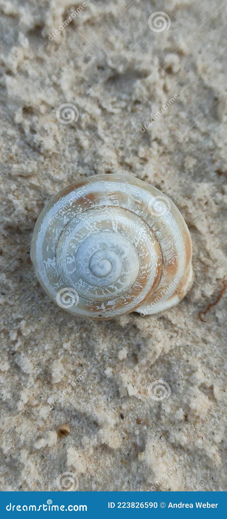 A slug in the sand stock photo. Image of wildlife, dish - 223826590