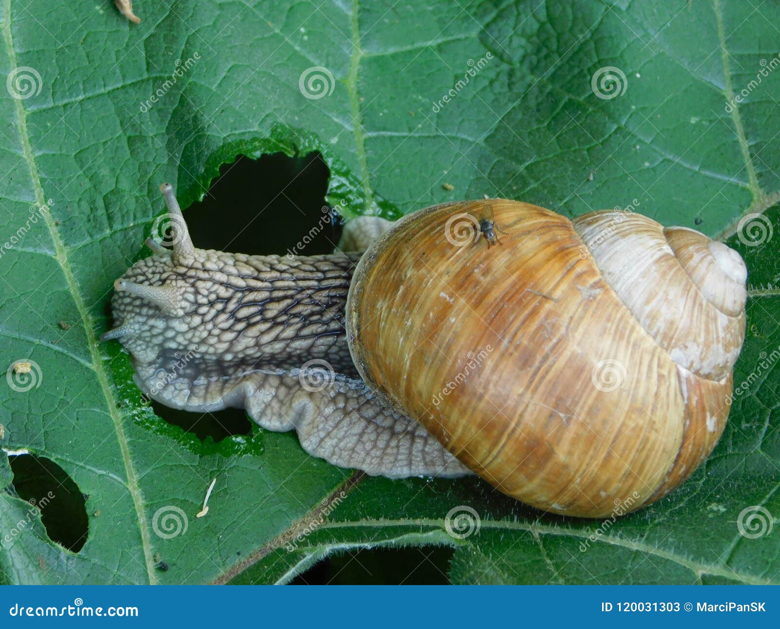 A slug stock image. Image of damselfly, beautiful, crawling - 120031303