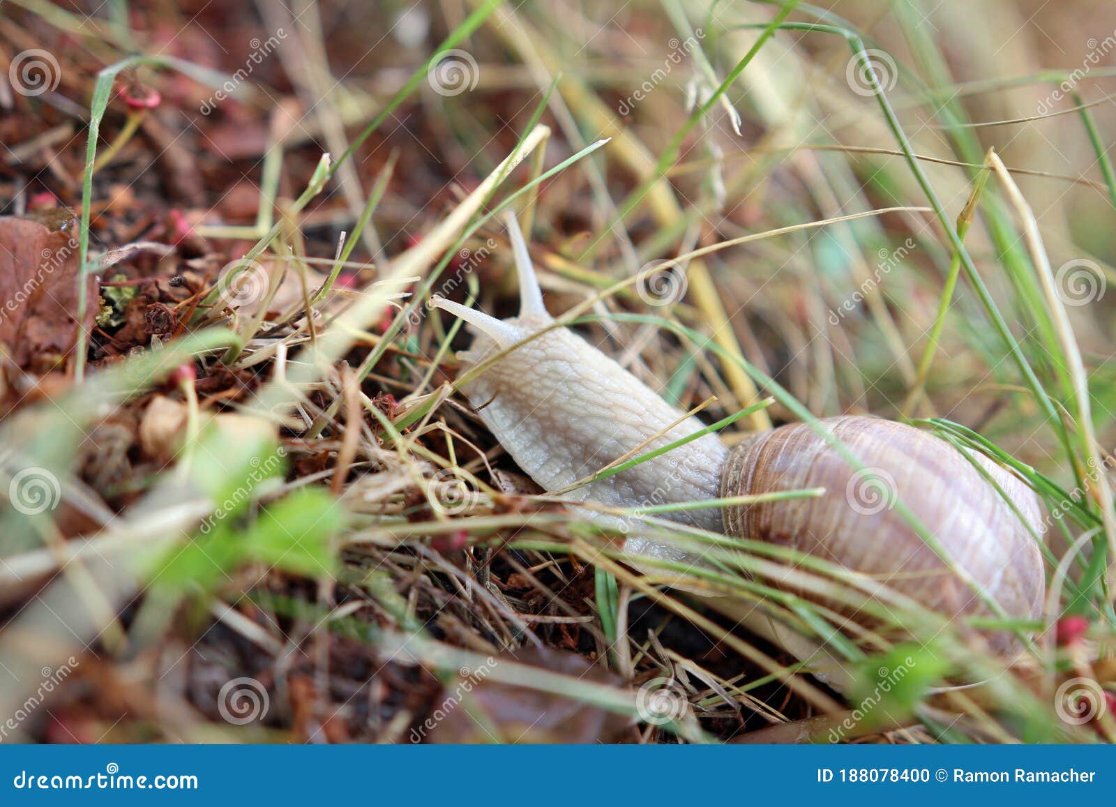 Slug with Shell Crawling in Grass Close Up Outside Stock Photo - Image ...