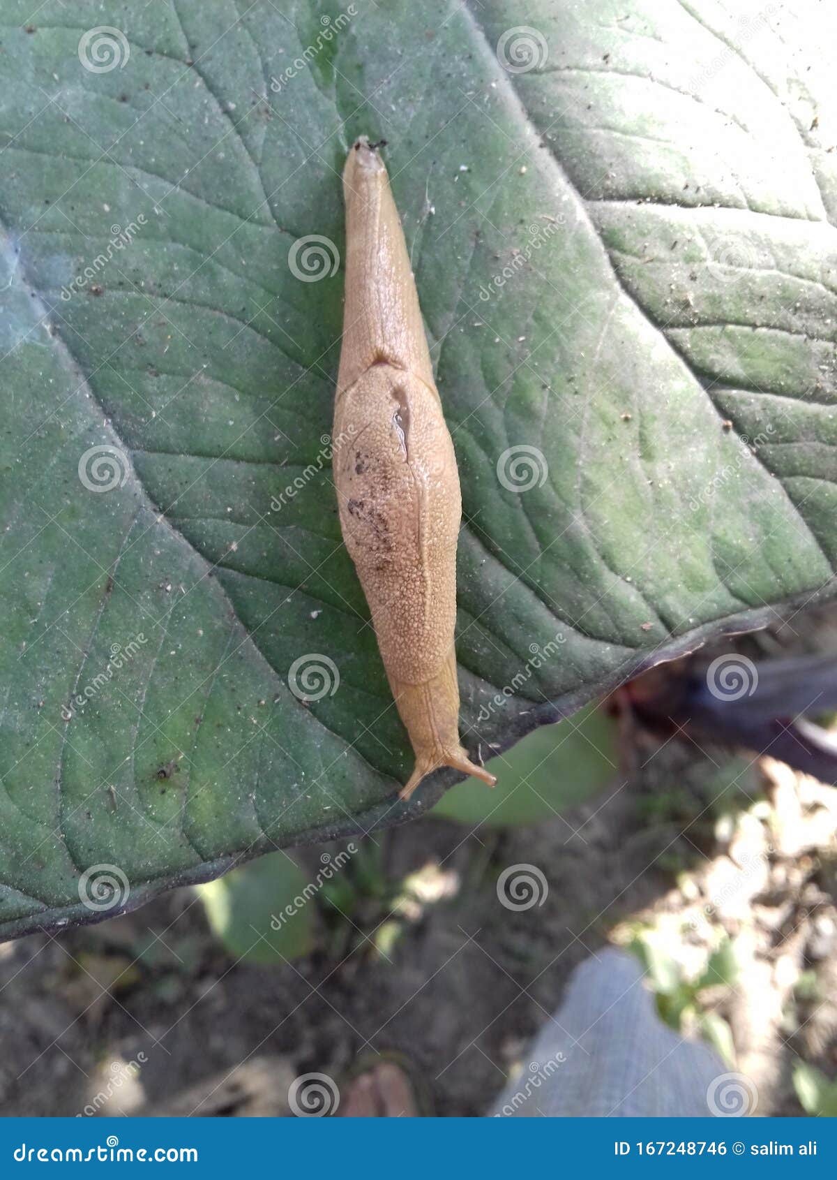 Slug a shell less snail stock photo. Image of slow, slug - 167248746