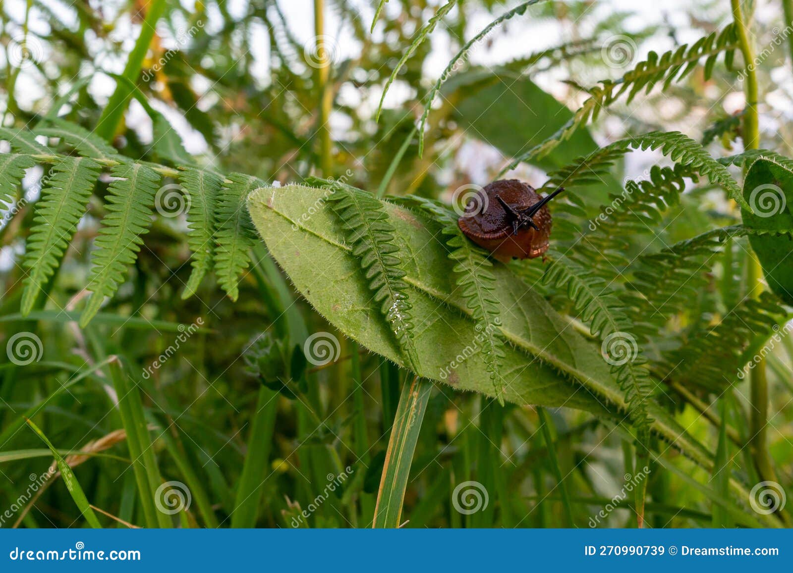 A Slug Sits on a Green Leaf Stock Image - Image of natural, gastropoda ...