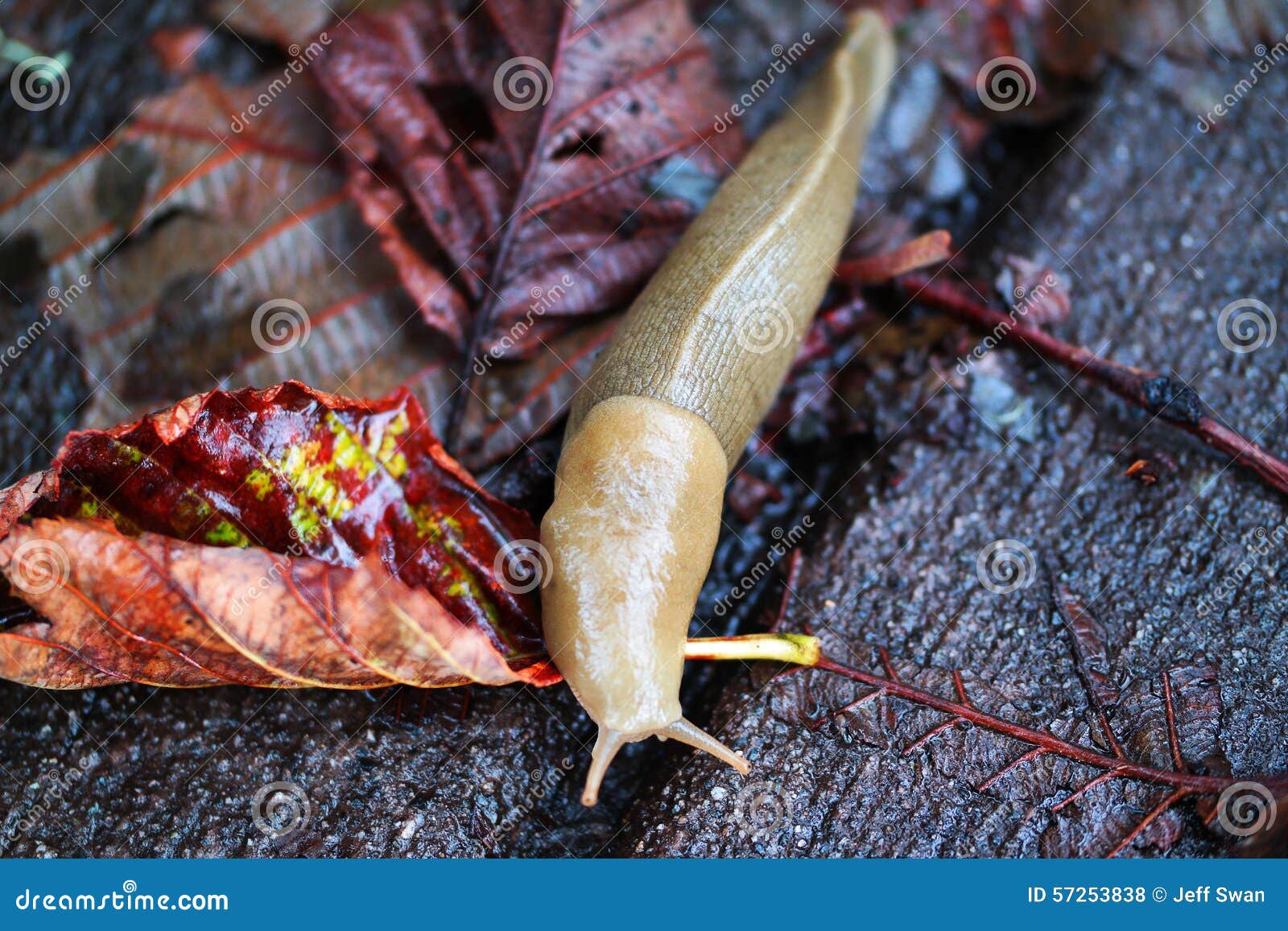 Slug stock photo. Image of forest, little, small, crawling - 57253838
