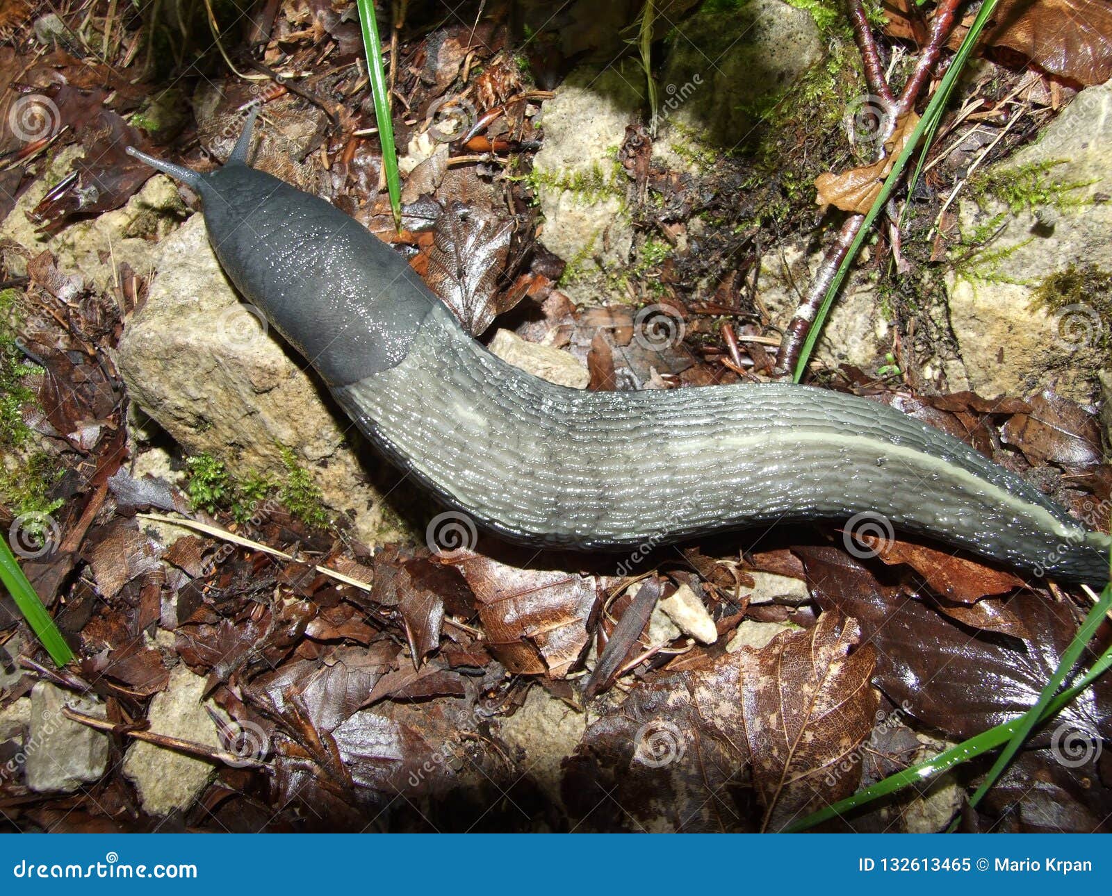 Slug in slow walk stock image. Image of life, rare, food - 132613465