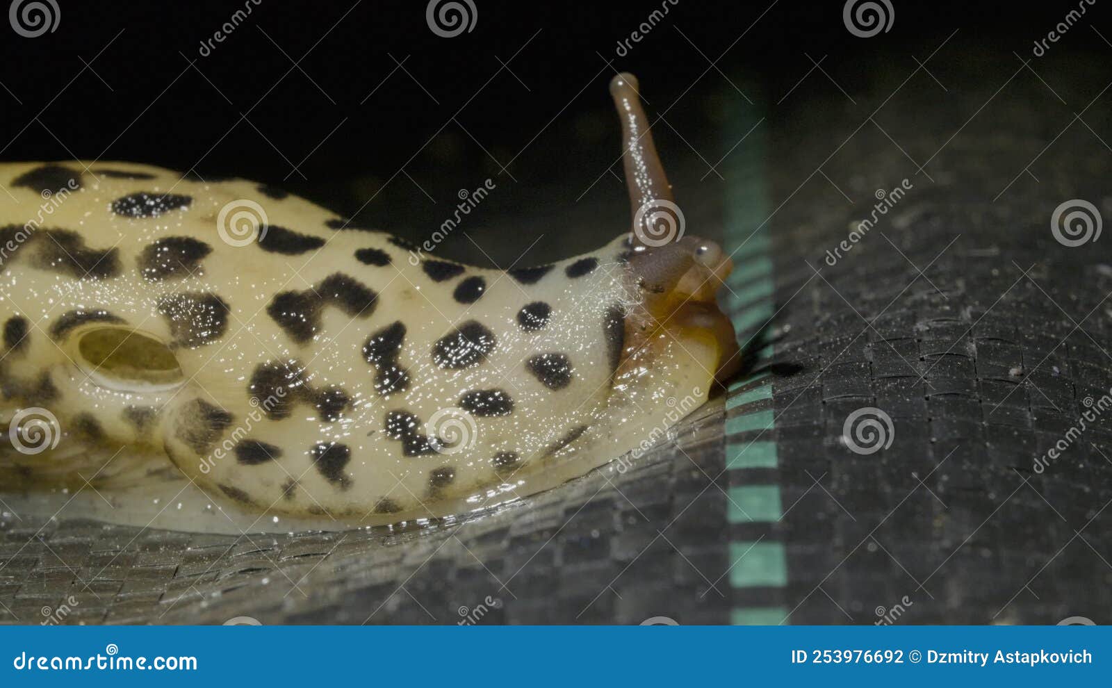 Slug Slowly Crawling in the Garden at Night Stock Footage - Video of ...