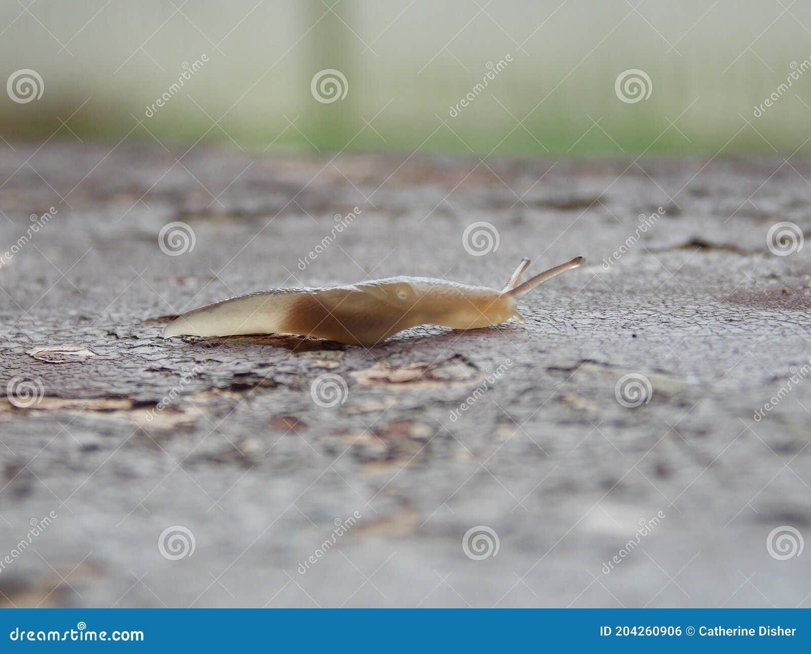 A Slug stock photo. Image of little, appears, sliding - 204260906