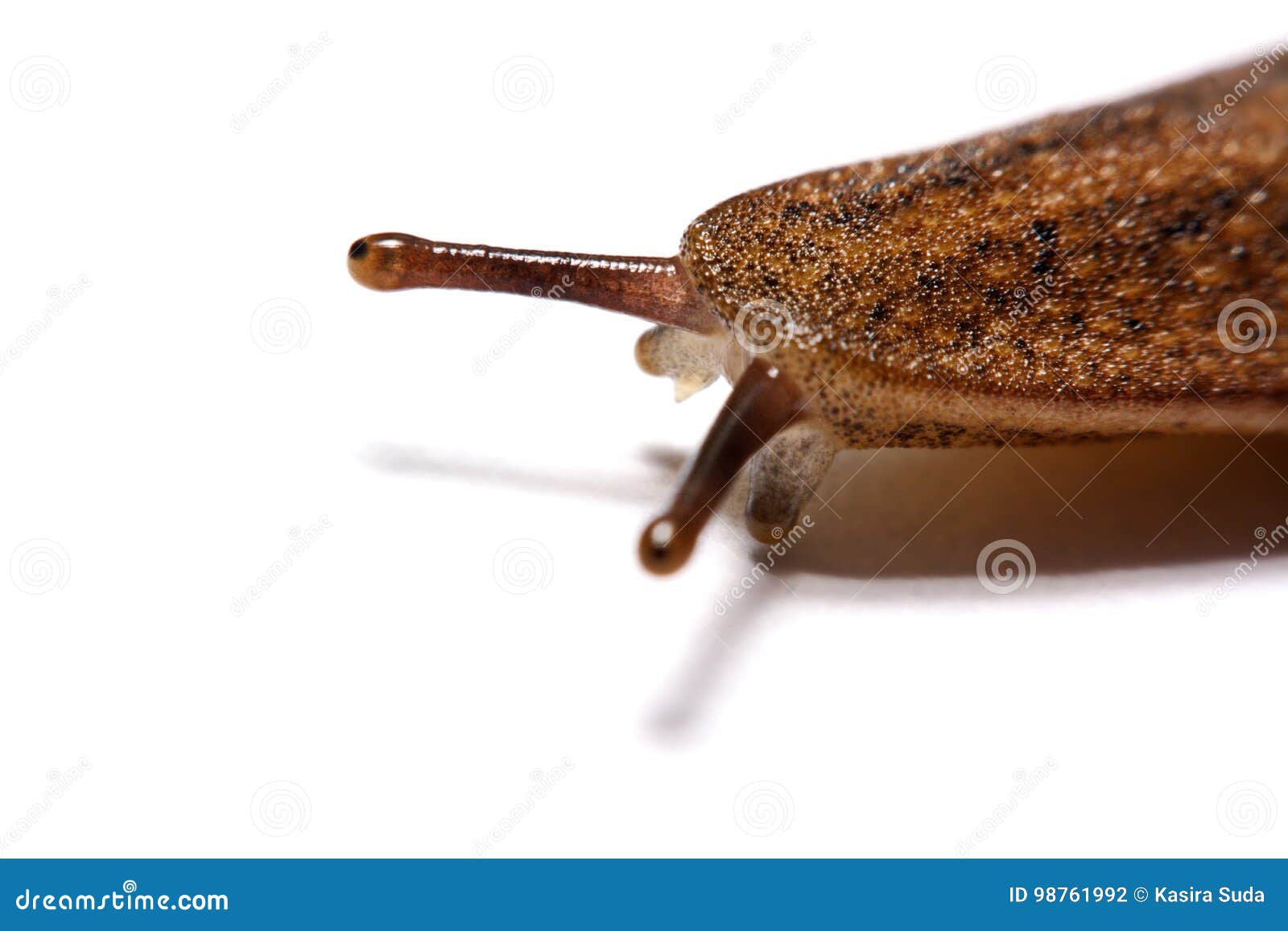 Slug Land Slug Isolated On White Background. Royalty-Free Stock Photo ...
