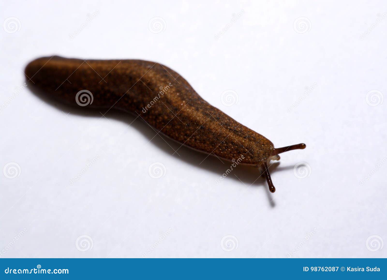 Slug Land Slug Isolated on White Background. Stock Image - Image of ...