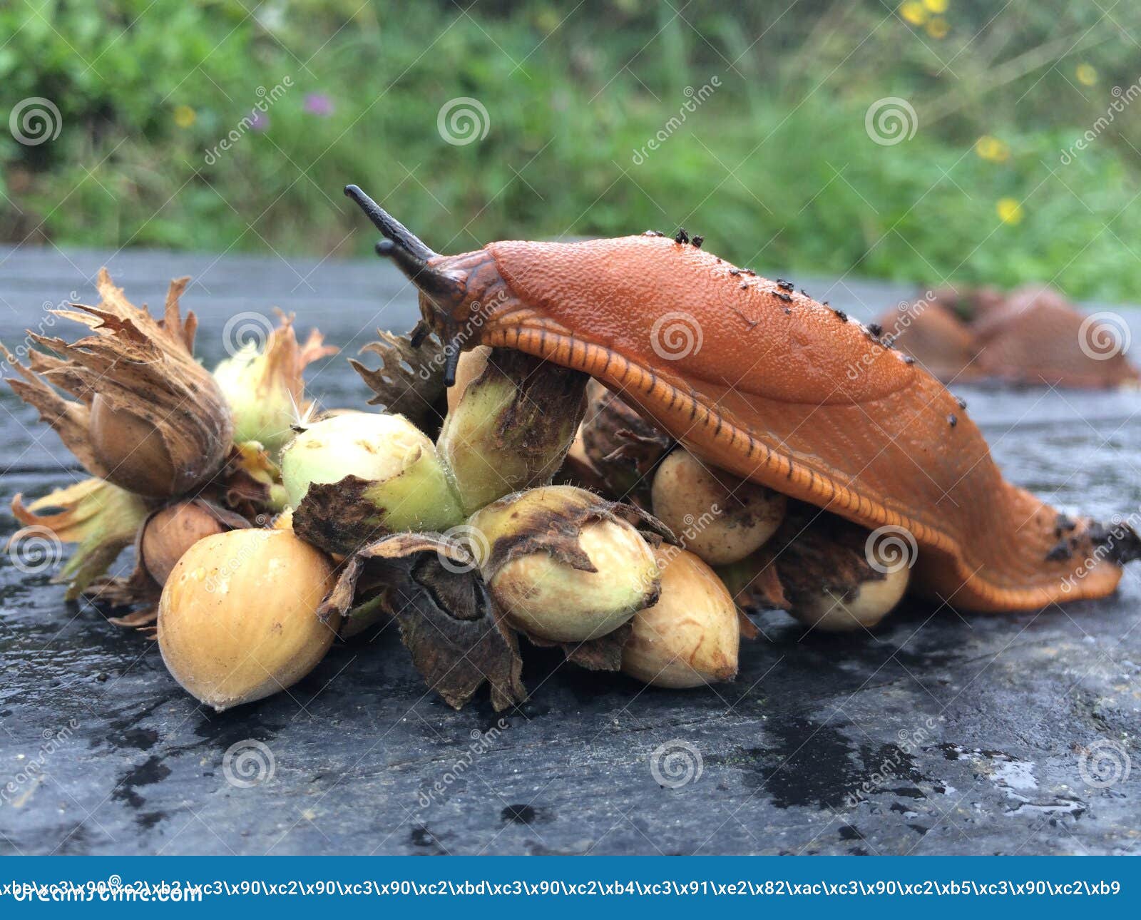 Slug stock image. Image of insect, snail, slime, mustache - 102587389