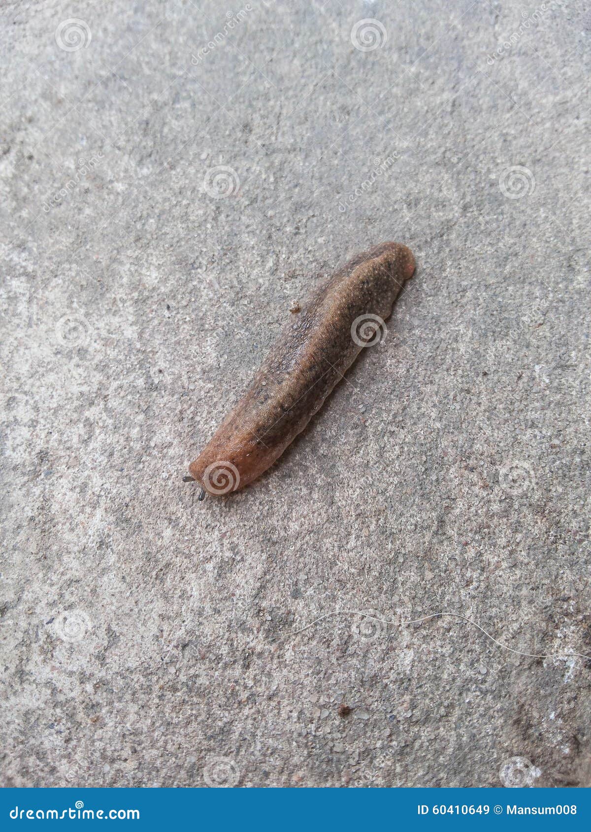Slug stock image. Image of small, slug, animal, cement - 60410649