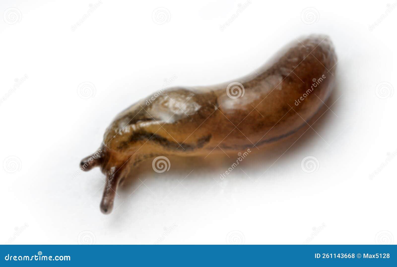 Slug Isolated on White Background, Macro Stock Photo - Image of green ...