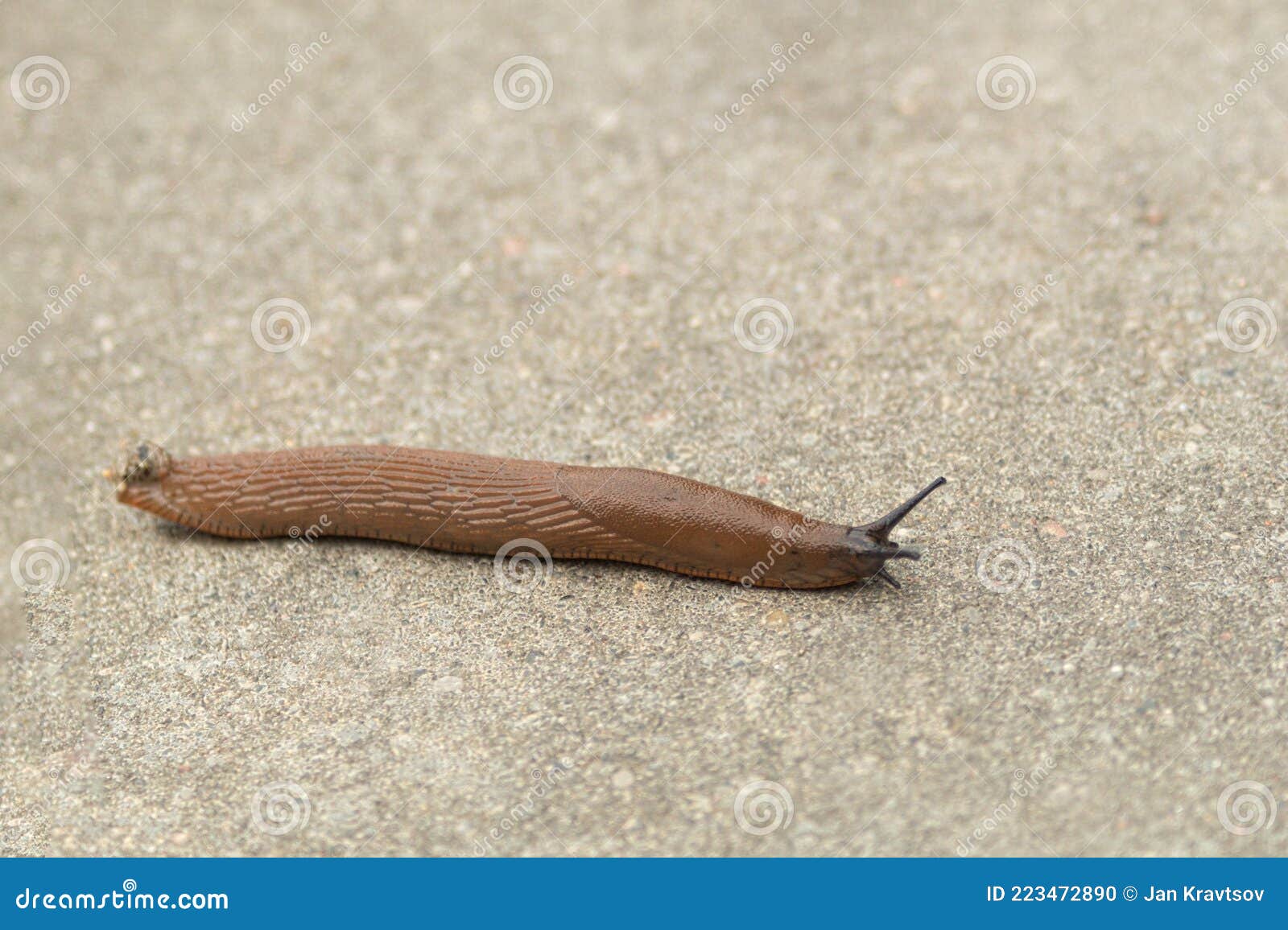 A Slug, or a Snail without a Shell, Crawls Along the Path Stock Photo ...