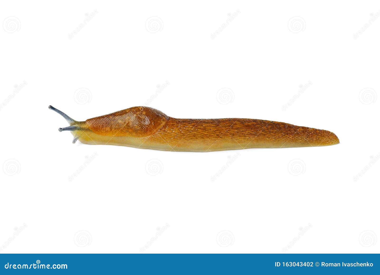 Slug Snail on White Background Stock Photo - Image of wildlife, garden ...