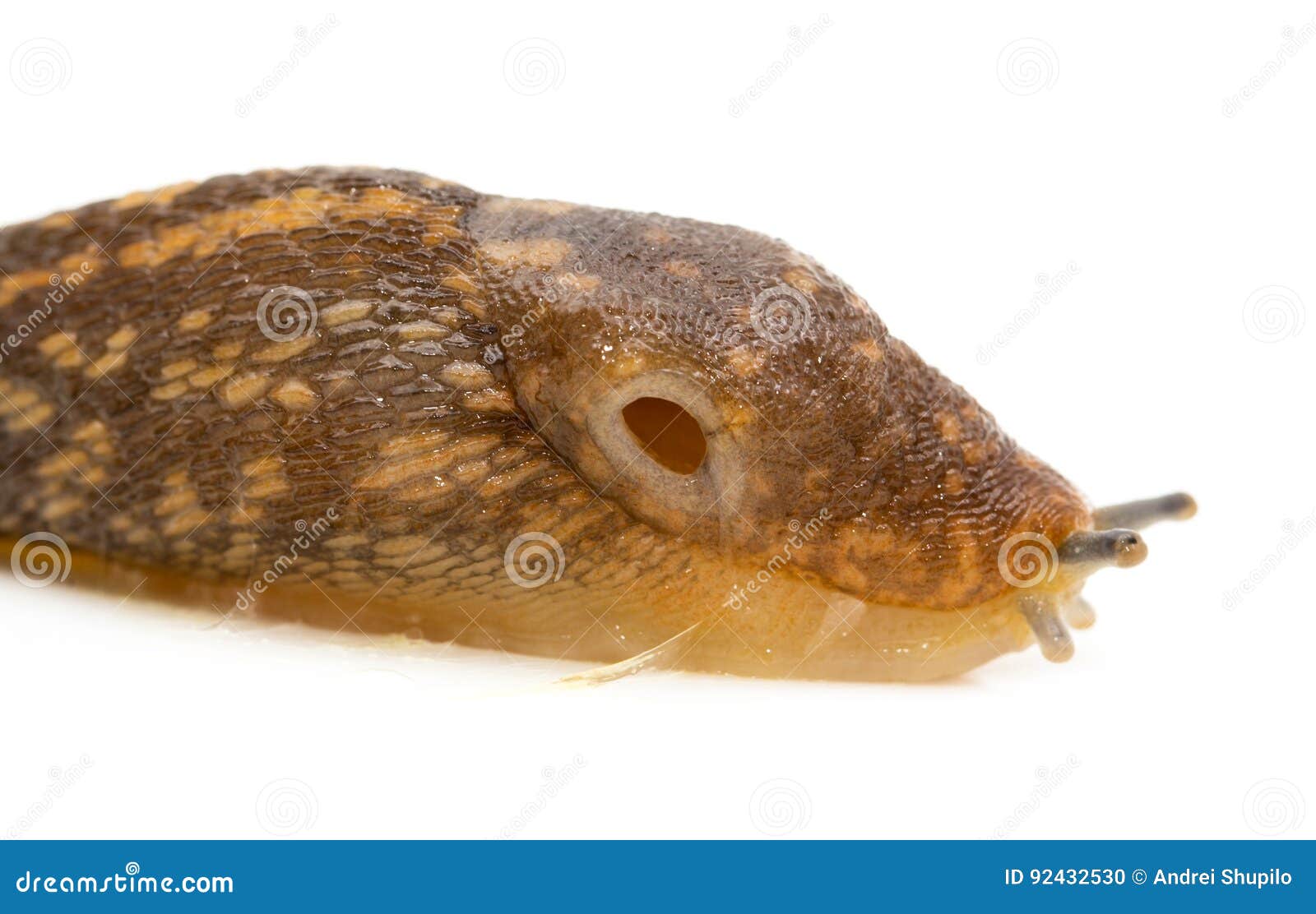 Slug Snail on White Background Stock Photo - Image of wildlife, slug ...