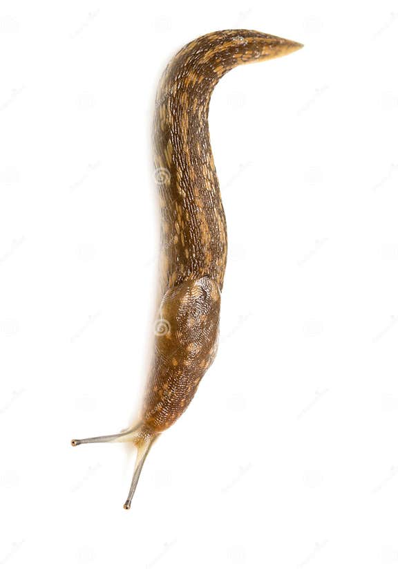 Slug Snail on White Background Stock Photo - Image of closeup, slug ...