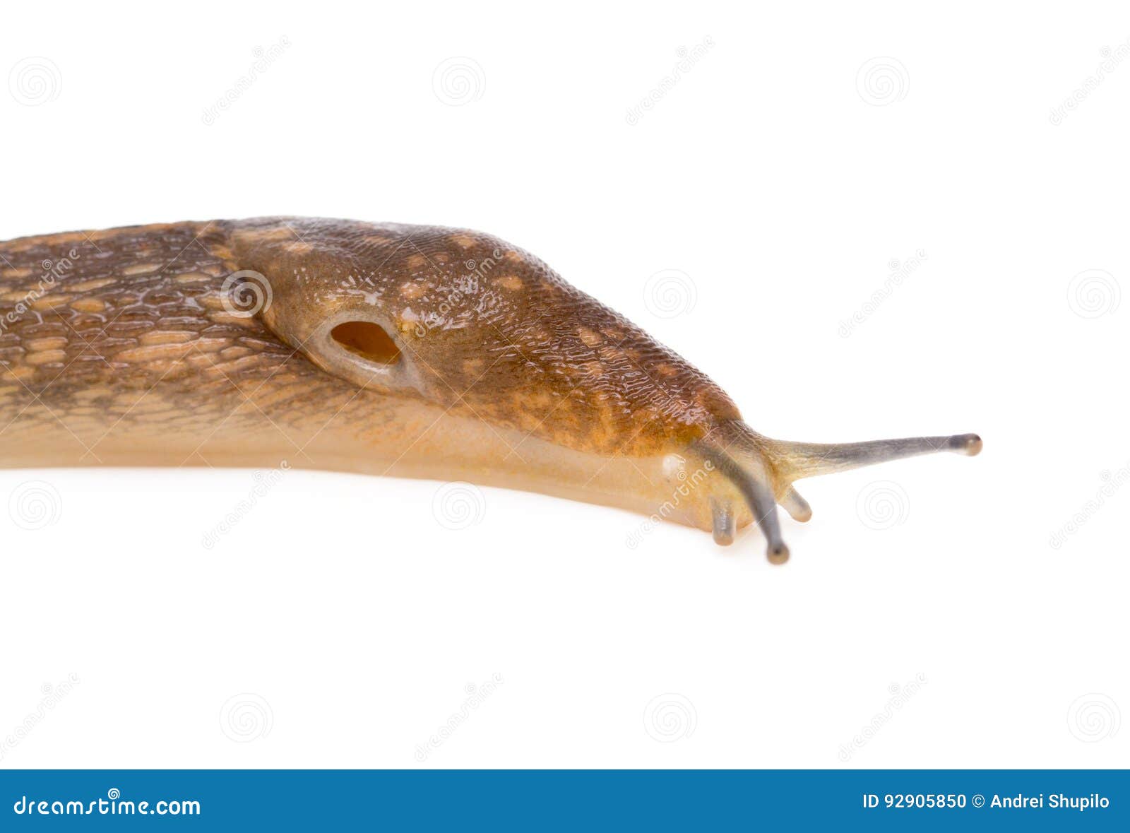 Slug Snail on White Background Stock Photo - Image of snail, wildlife ...