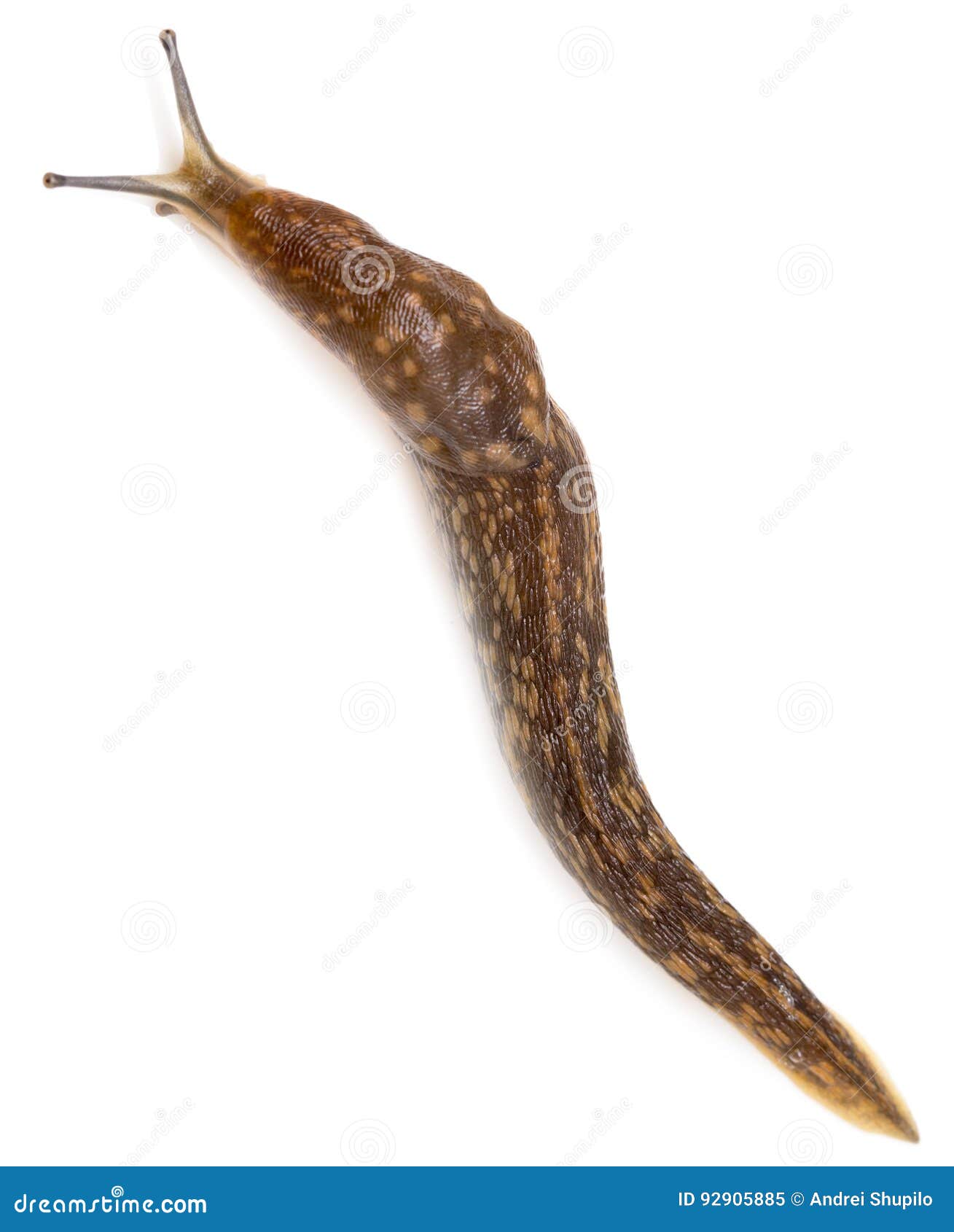 Slug Snail on White Background Stock Image - Image of helix, animal ...