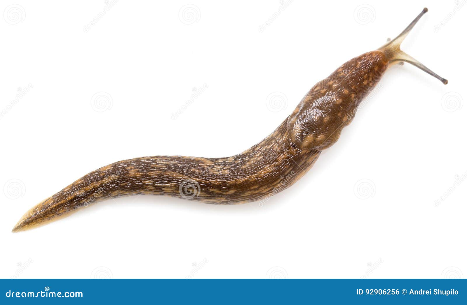 Slug Snail on White Background Stock Photo - Image of slug, background ...