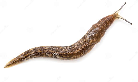 Slug Snail on White Background Stock Photo - Image of slug, background ...