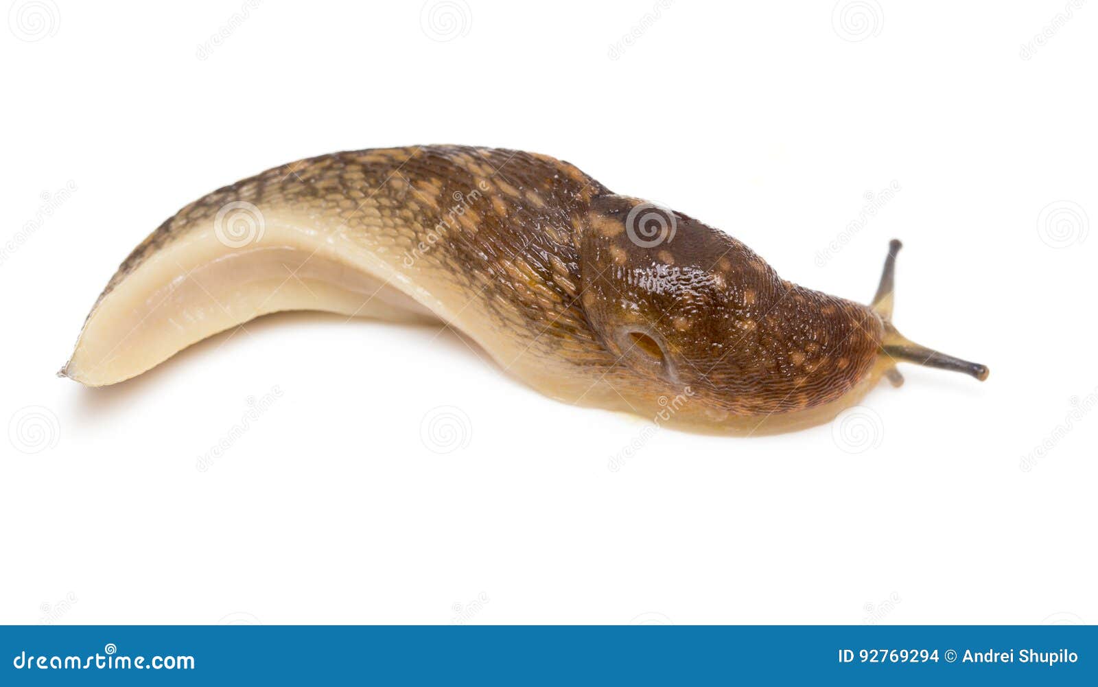 Slug Snail on White Background Stock Photo - Image of gastropod, slug ...