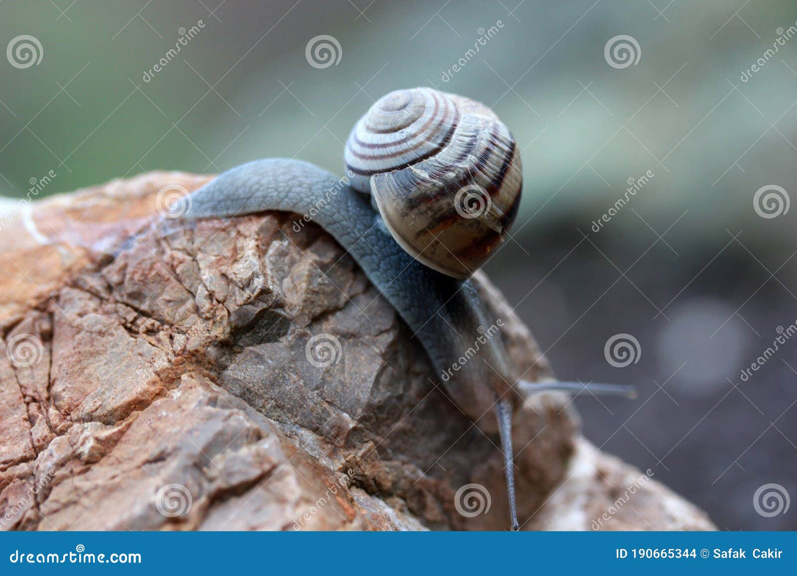 Slug on the stone. stock photo. Image of crawling, object - 190665344