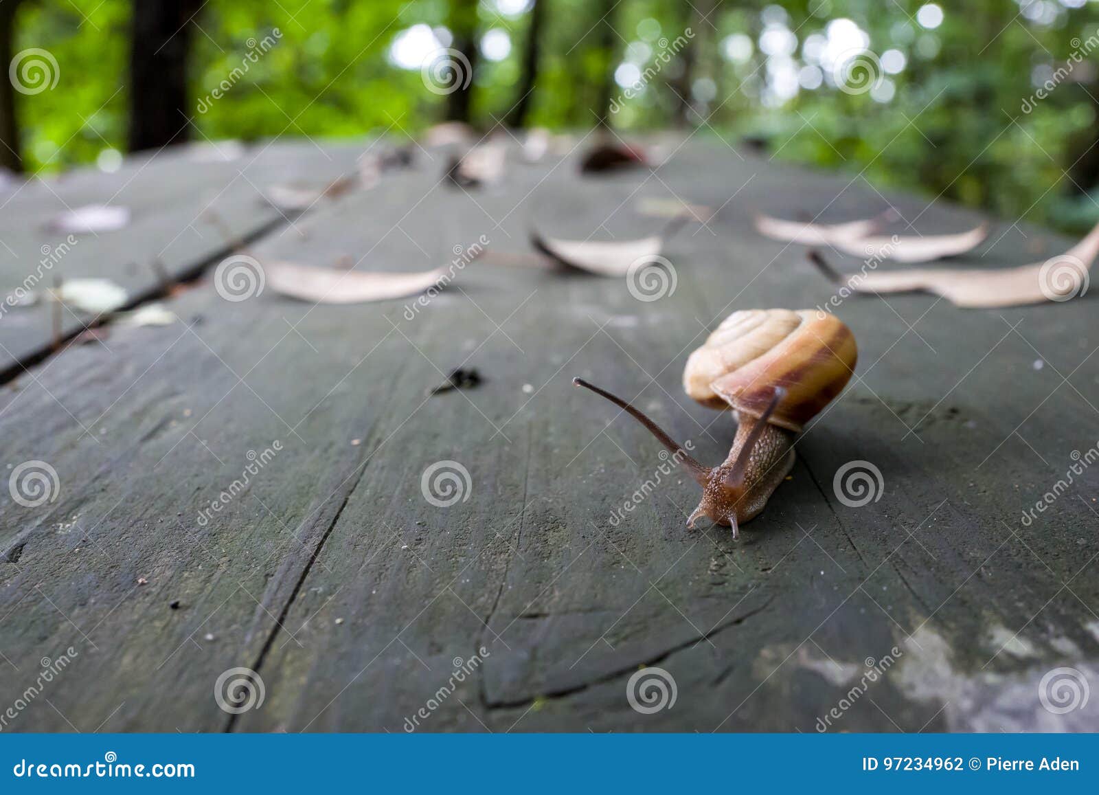 Slug on table stock photo. Image of table, japan, park - 97234962