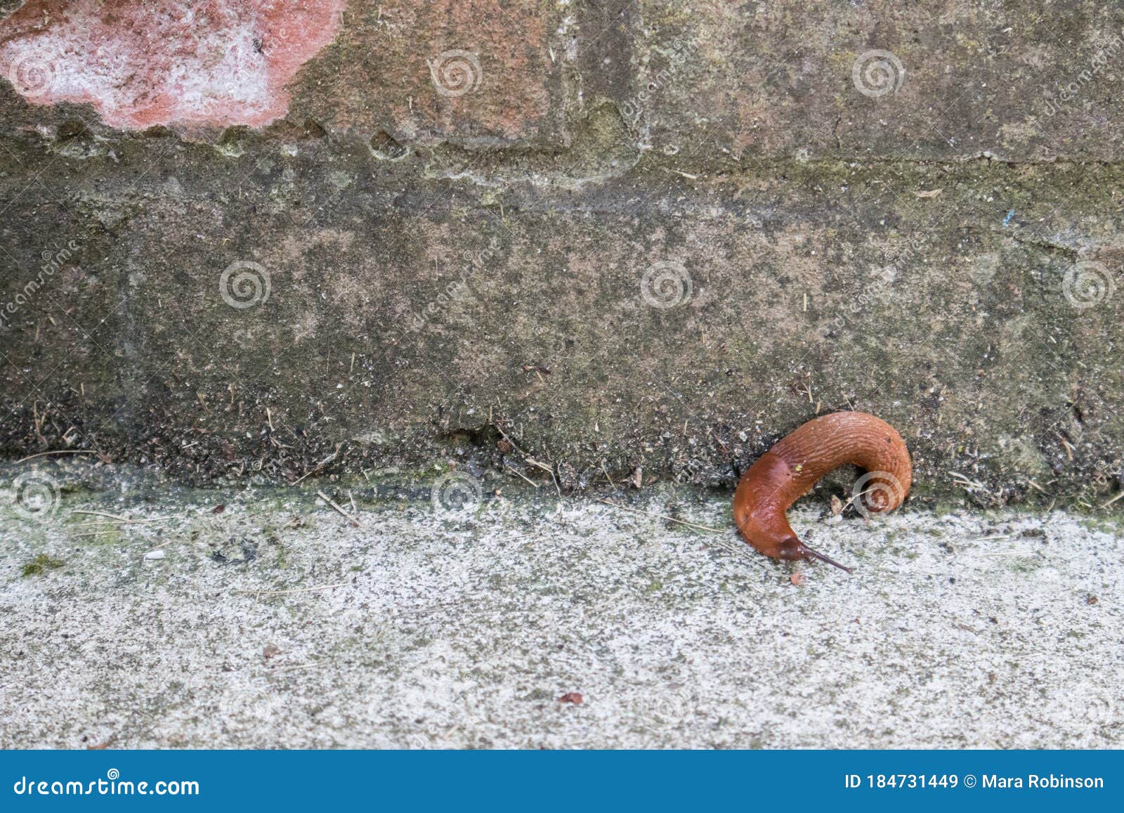 Slug on Textured Concrete and Brick Wall Stock Image - Image of ...