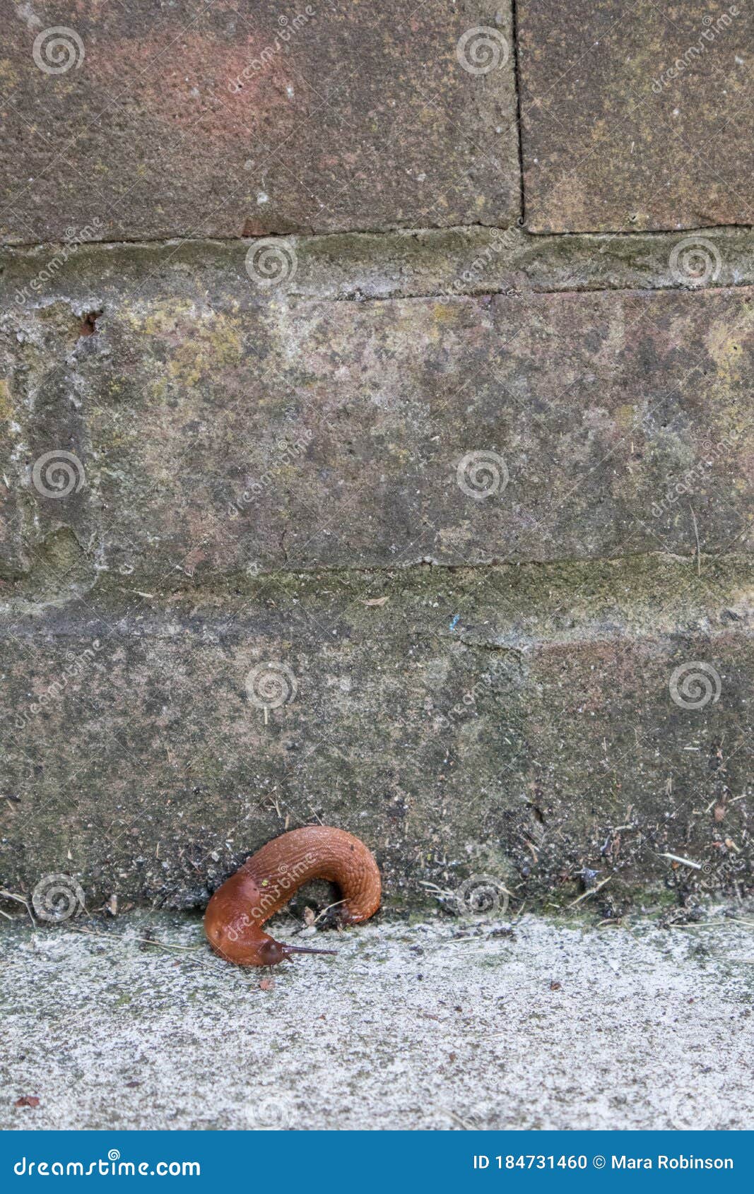 Slug on Textured Concrete and Brick Wall Stock Photo - Image of ground ...