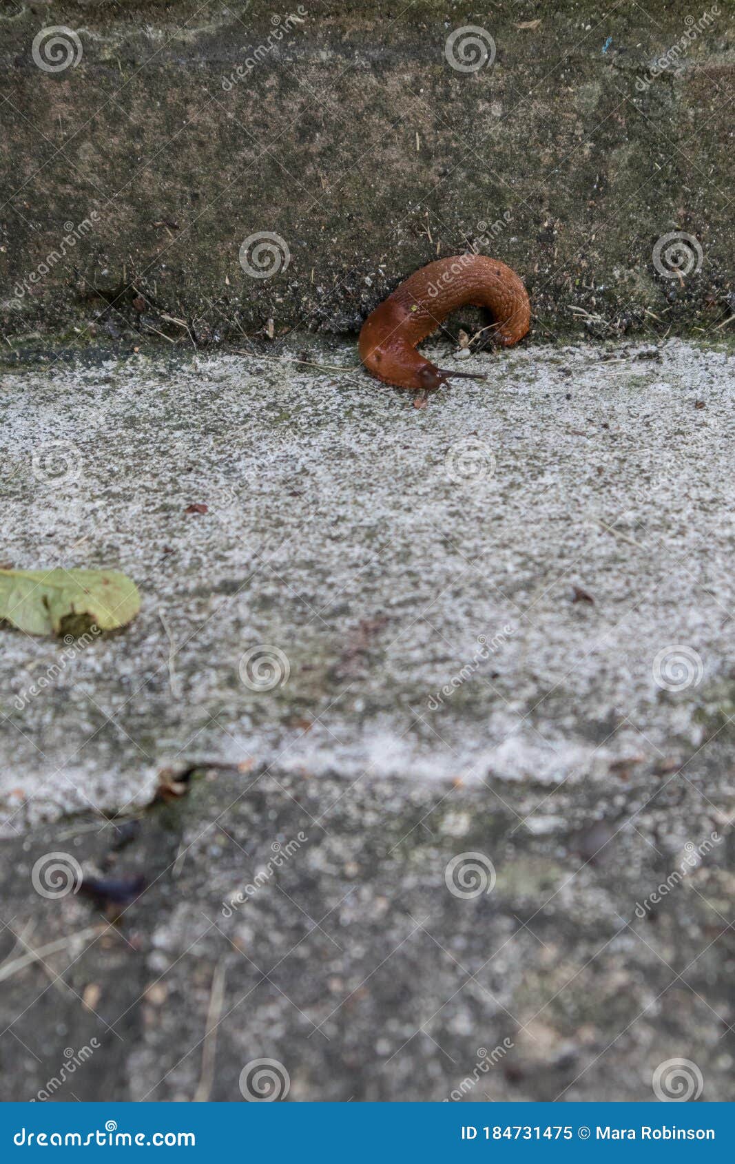 Slug on Textured Concrete and Brick Wall Stock Image - Image of ...