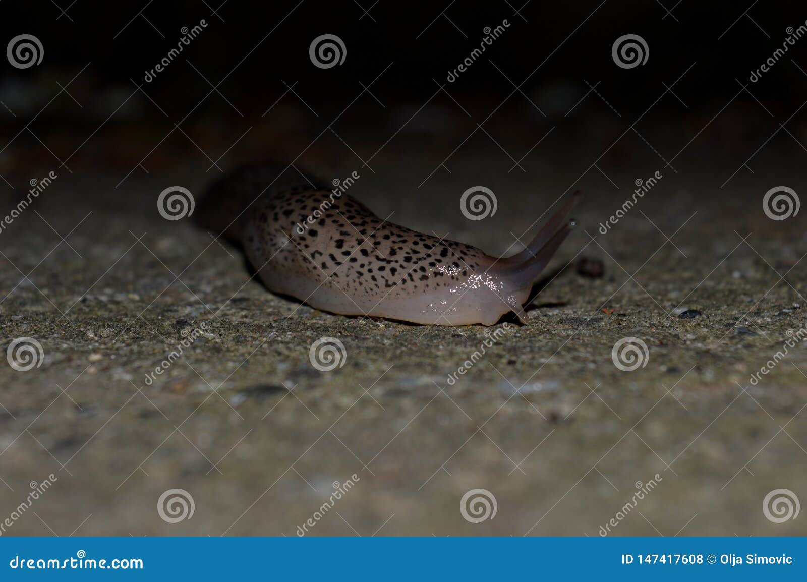 Slug on the track stock photo. Image of spring, slug - 147417608