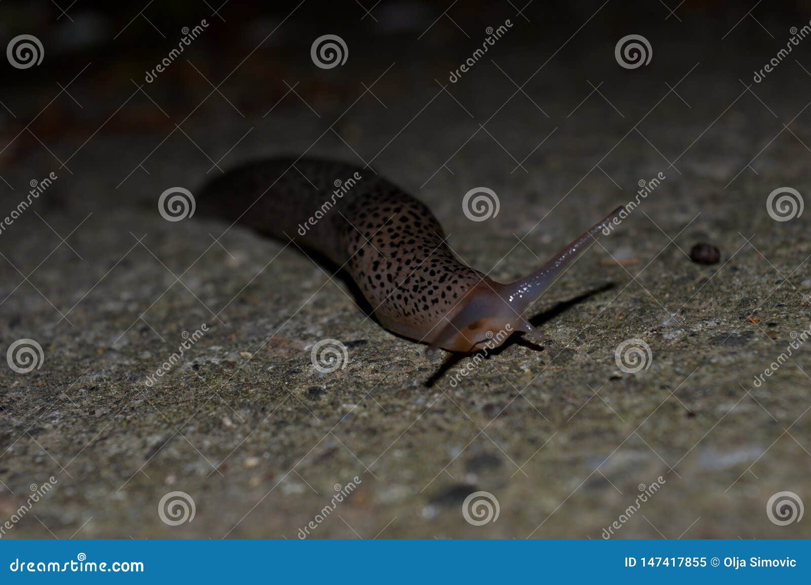 Slug on the track stock image. Image of nature, color - 147417855