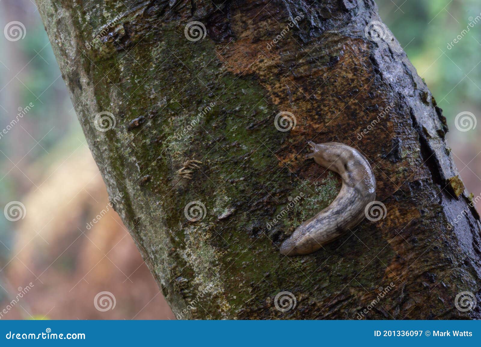 Slug on tree stock image. Image of slug, tree, autunm - 201336097