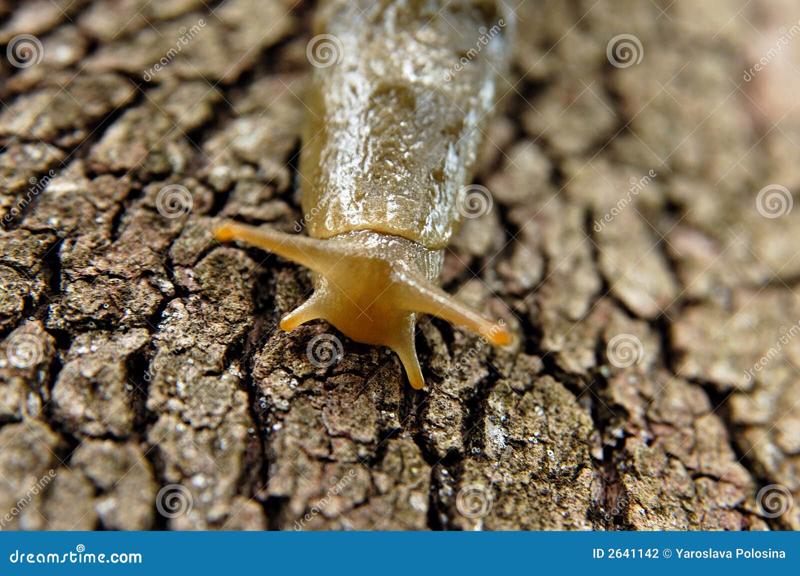 Slug On The Tree Picture. Image: 2641142