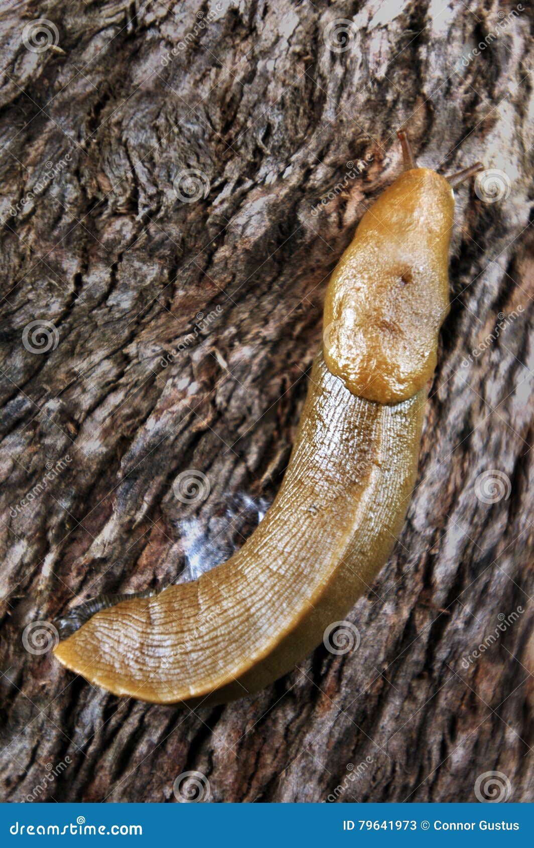 Slug on a Tree stock image. Image of feelers, brown, worm - 79641973