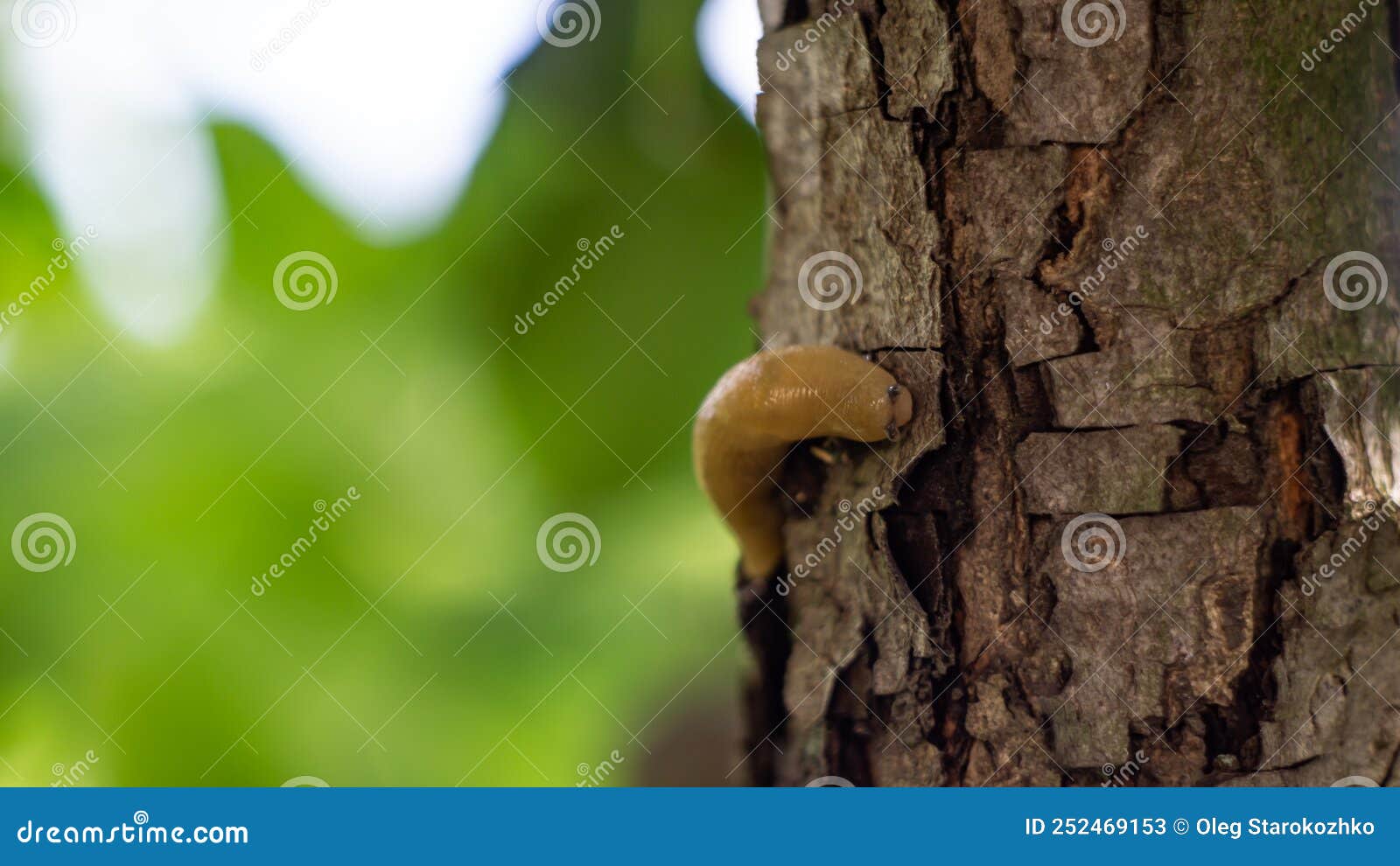 Slug on a Tree in the Garden and Bark Stock Image - Image of wild ...