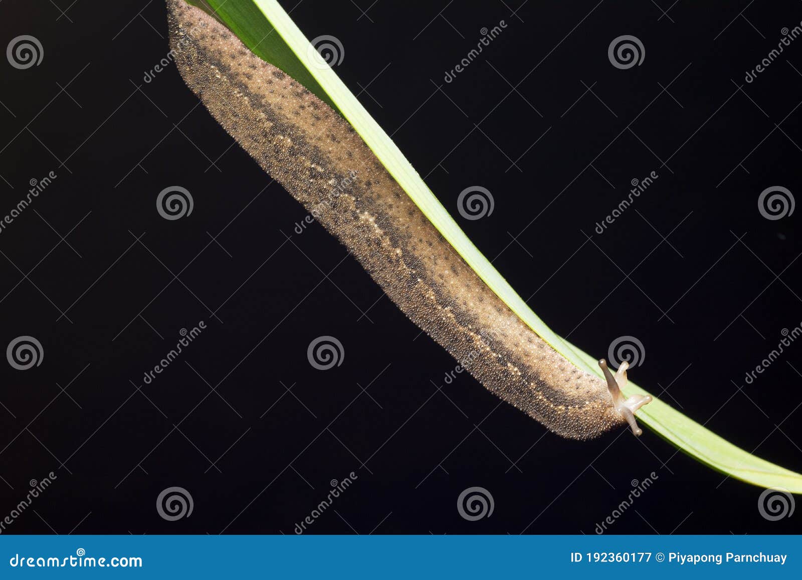 1 Slug Under the Green Leaves Stock Image - Image of brown, slugs ...