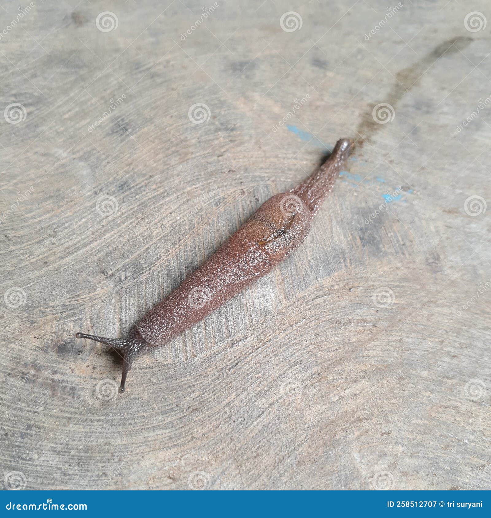 Slug is Walking by Its Body Slowly on Rock Stock Image - Image of snail ...